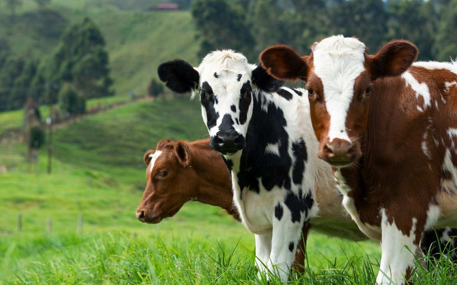 What can the escaped cow story teach you about crisis comms?